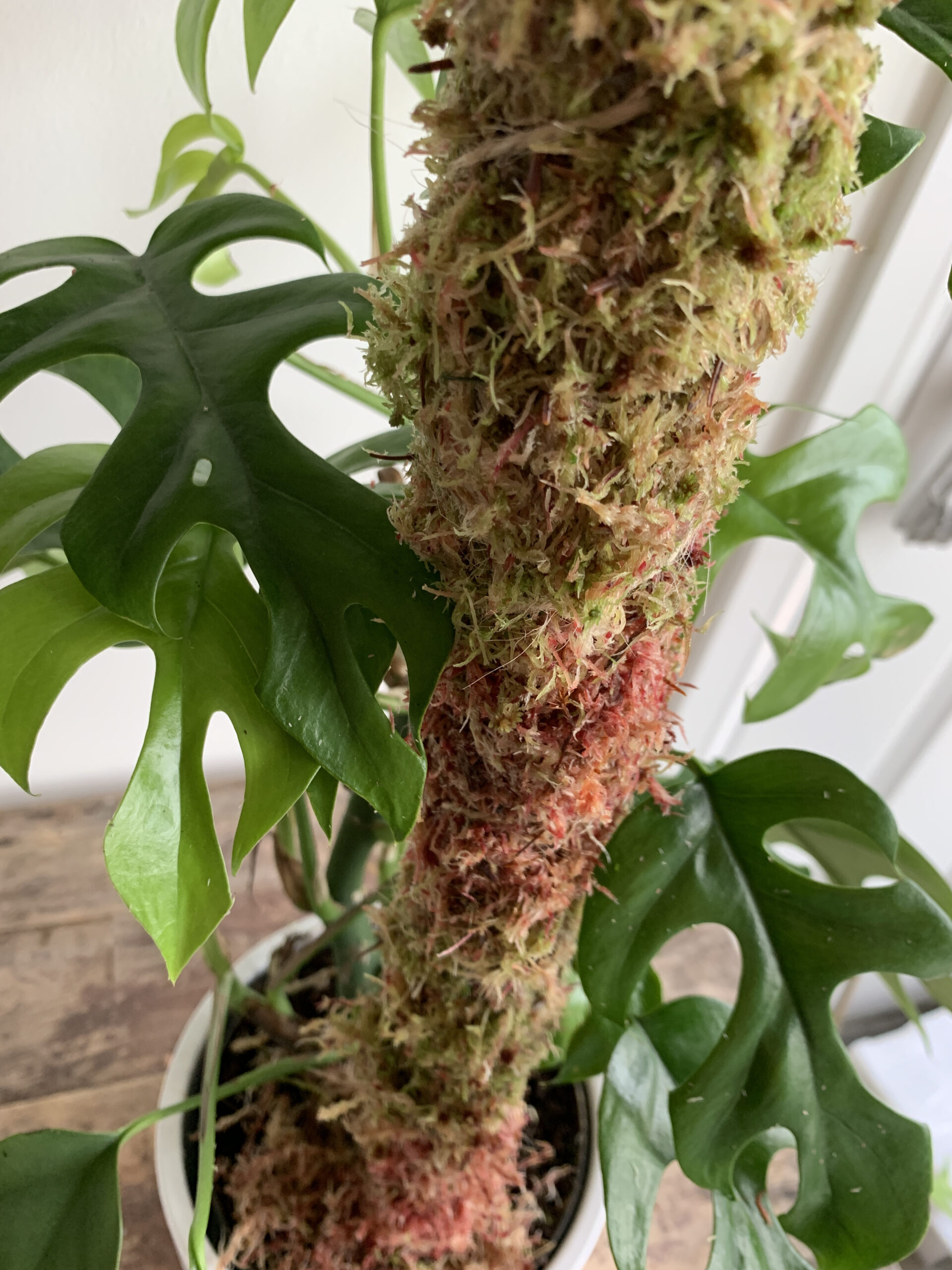 Made with Moss - Highland Moss