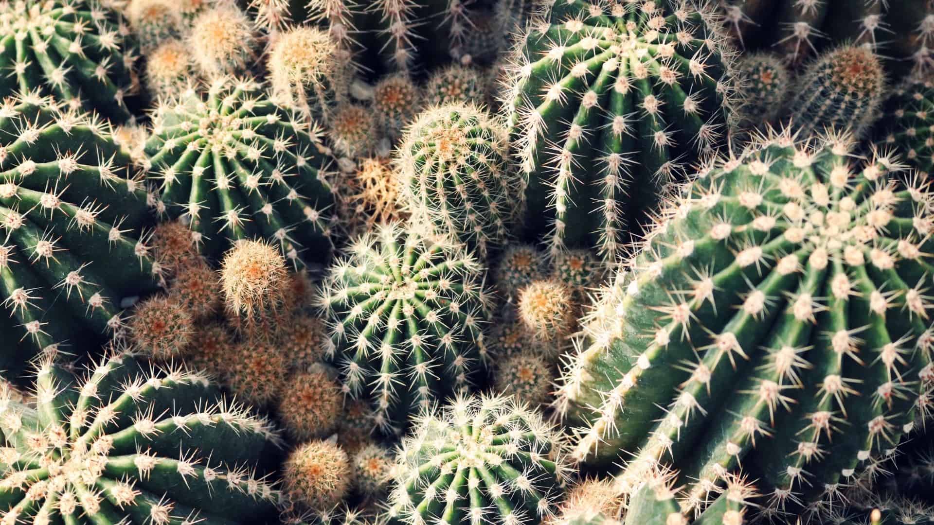 Cactus Care Guide - Highland Moss