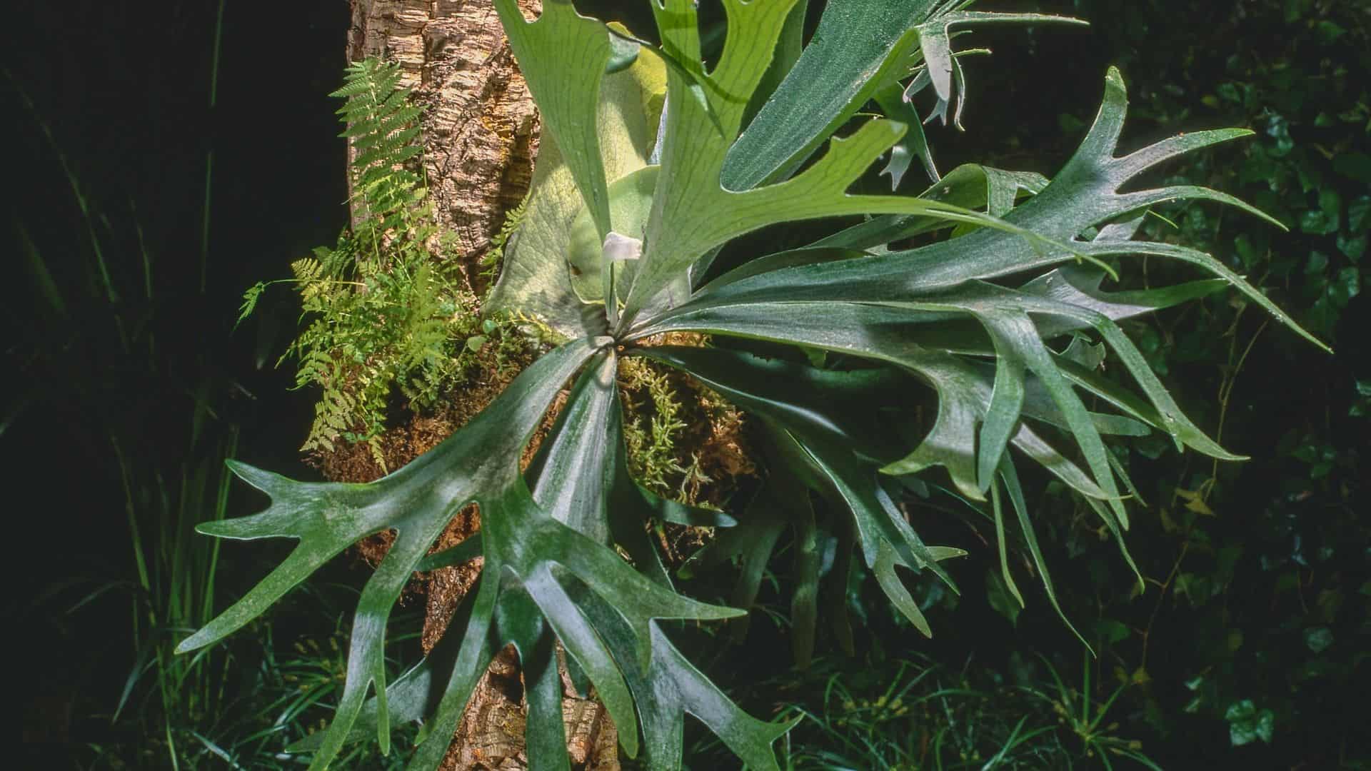 Staghorn Fern Care Guide - Highland Moss