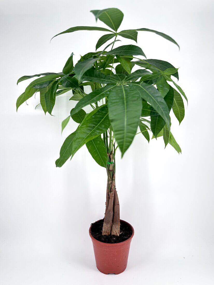 Lucky money tree store