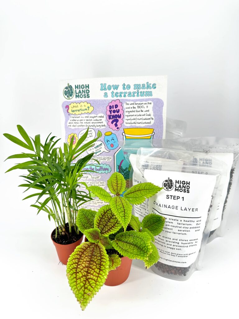 How a Closed Terrarium Ecosystem Works: Do Terrariums Need Water or Air ...